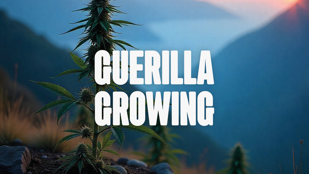 Guerilla Growing – Anleitung, Tipps & Risiken | Happy420.de